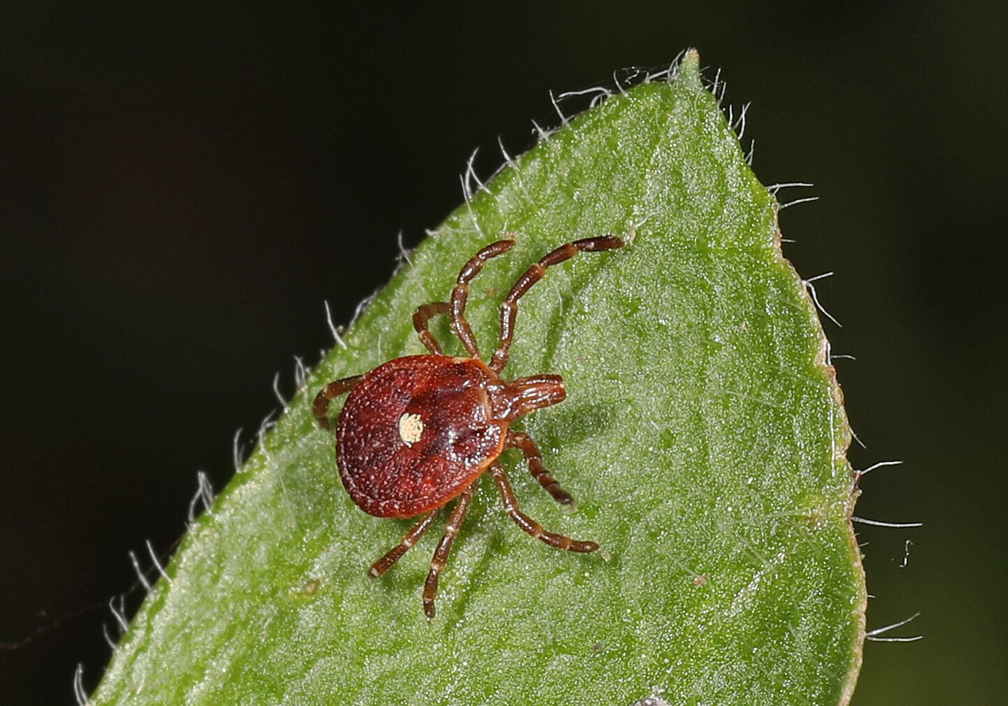 Common Tick Species in North DFW Texas