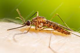 Common Mosquito Species Found in Covington, Louisiana