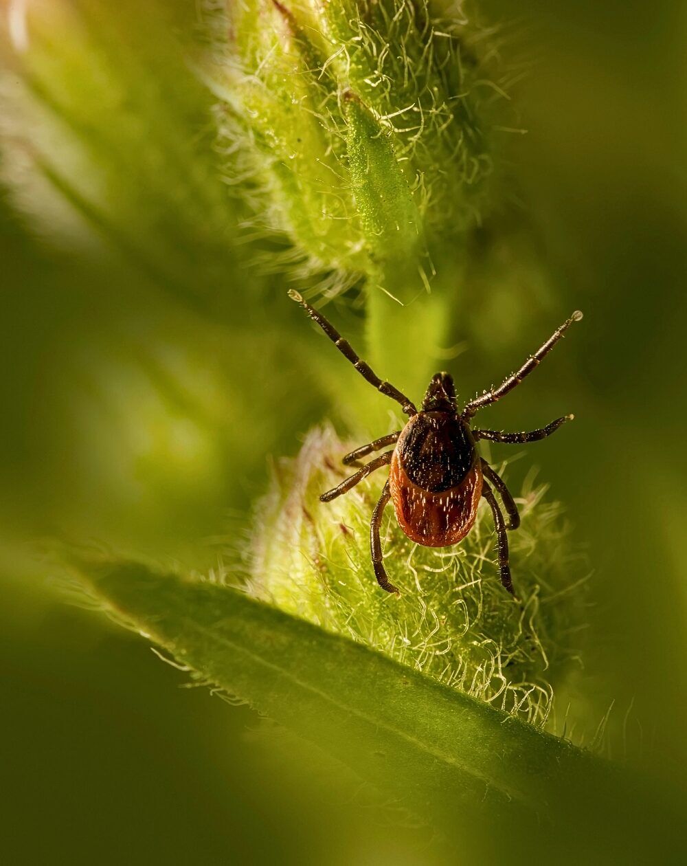 Common Tick Species Found in Marietta, Georgia